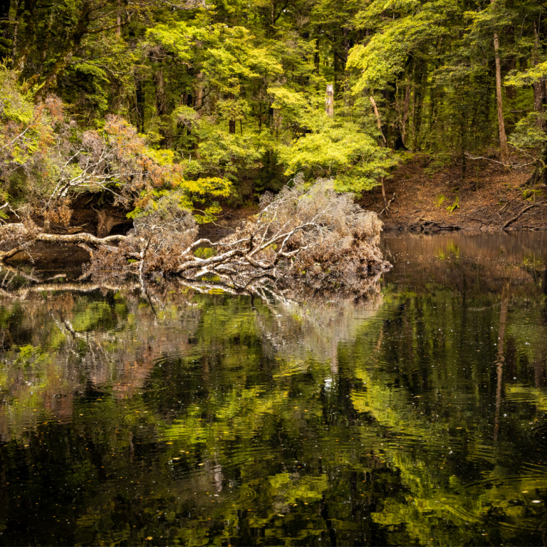 Research | Department of Natural Resources and the Environment
